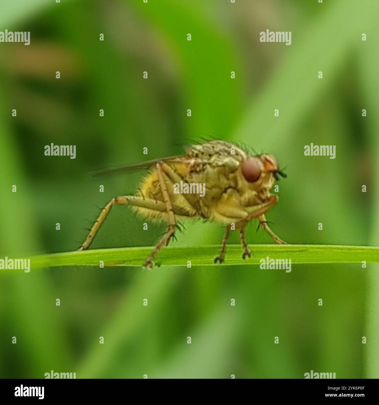 Golden Dung Fly (Scathophaga stercoraria Stock Photo - Alamy