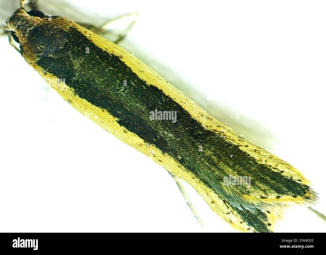 Palmerworm hi-res stock photography and images - Alamy