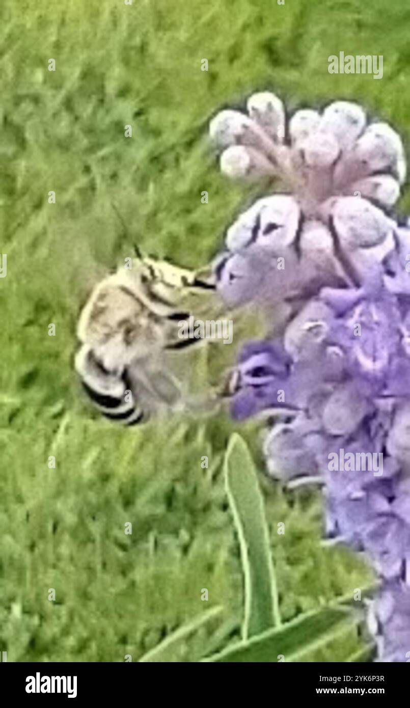 California Digger Bee (Anthophora californica Stock Photo - Alamy
