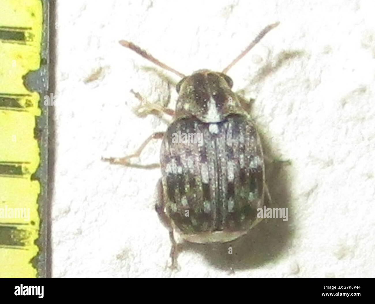 Pea and bean weevils hi-res stock photography and images - Alamy