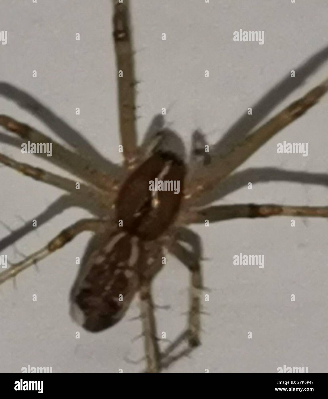 Common sheetweb spider (Linyphia triangularis Stock Photo - Alamy