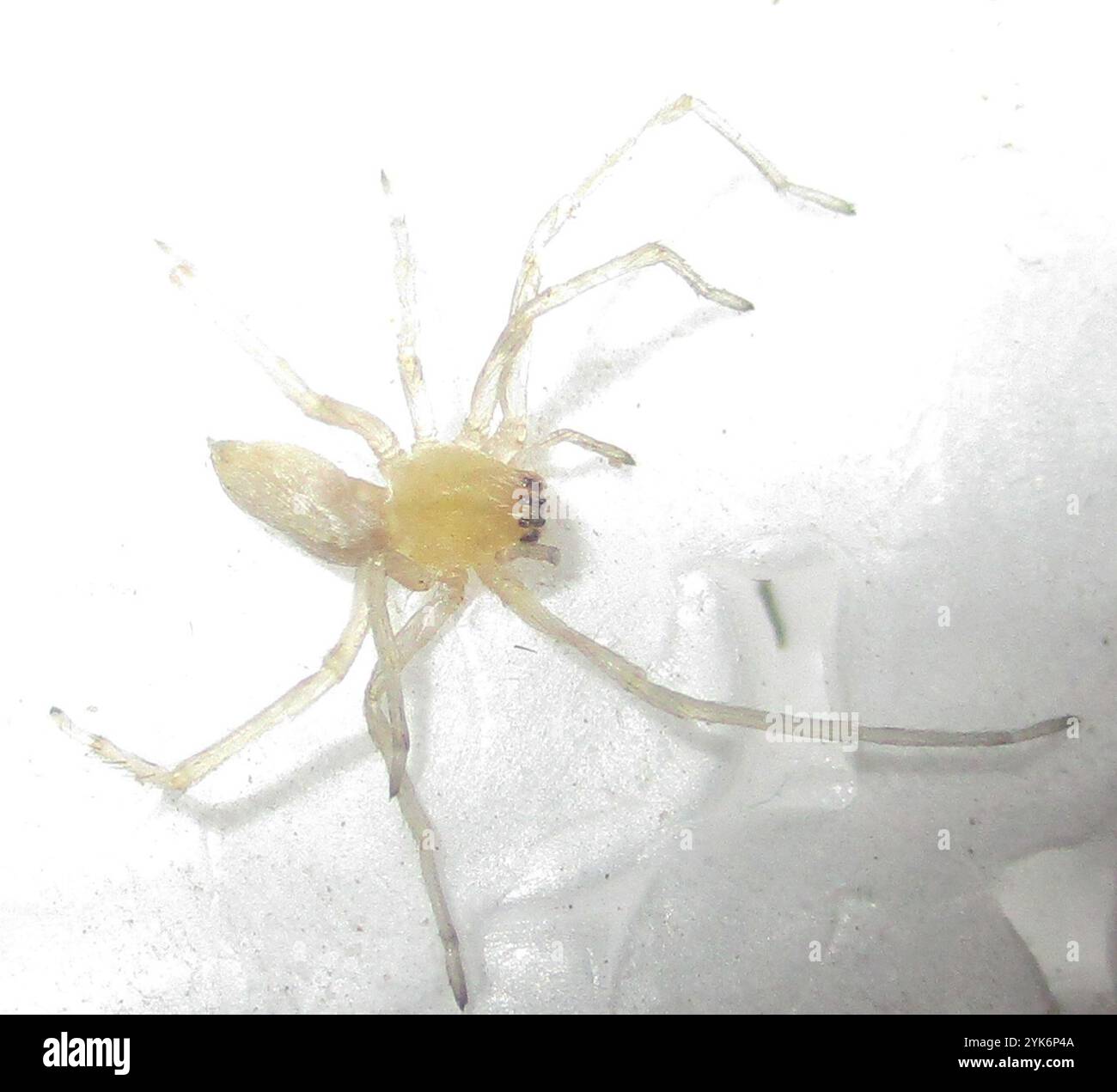 Longlegged Sac Spiders (Cheiracanthium Stock Photo - Alamy