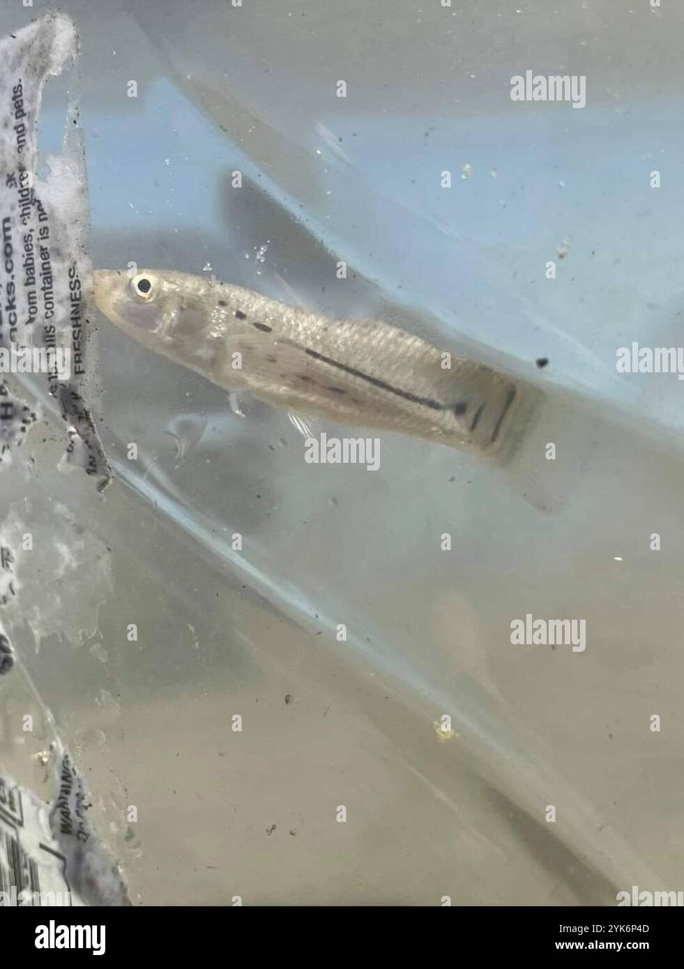 Striped Killifish (Fundulus majalis Stock Photo - Alamy