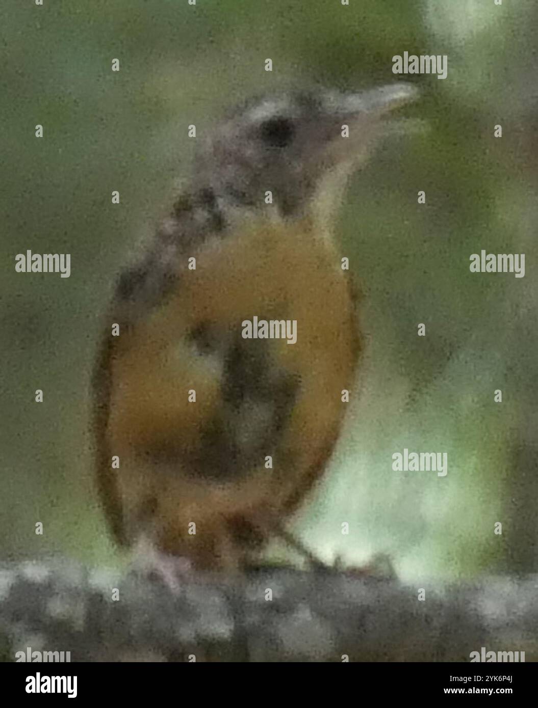 Carolina Wren (Thryothorus ludovicianus Stock Photo - Alamy