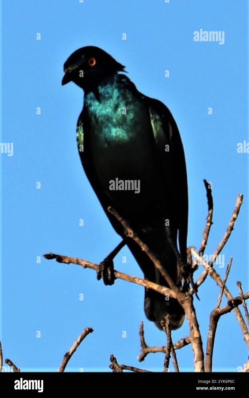 Cape Starling (Lamprotornis nitens Stock Photo - Alamy