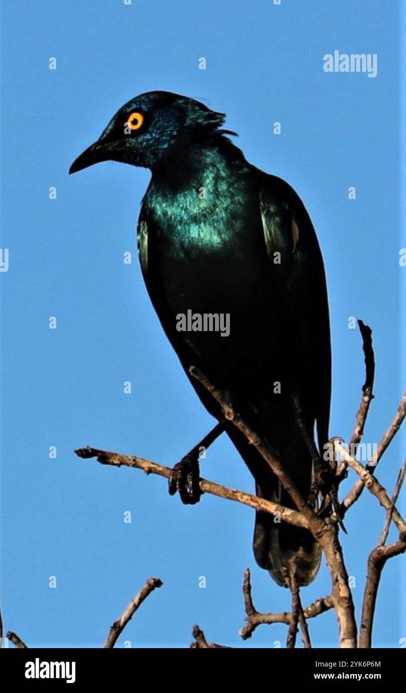 Cape Starling (Lamprotornis nitens Stock Photo - Alamy