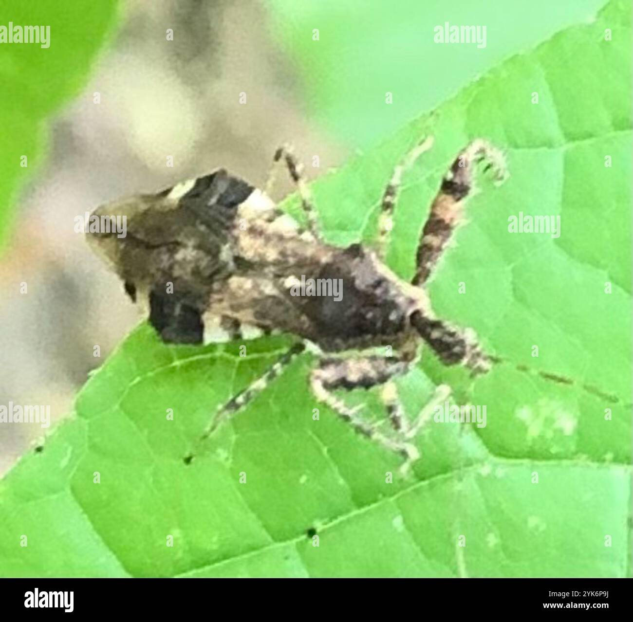 Spiny Assassin Bug (Sinea spinipes Stock Photo - Alamy