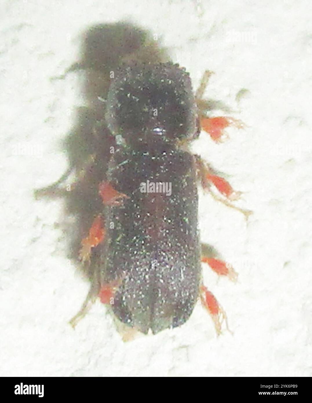 Auger Beetles (Bostrichidae Stock Photo - Alamy