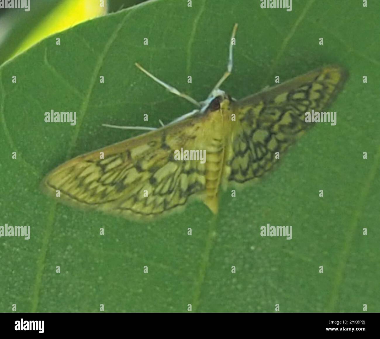 Herpetogramma hi-res stock photography and images - Alamy
