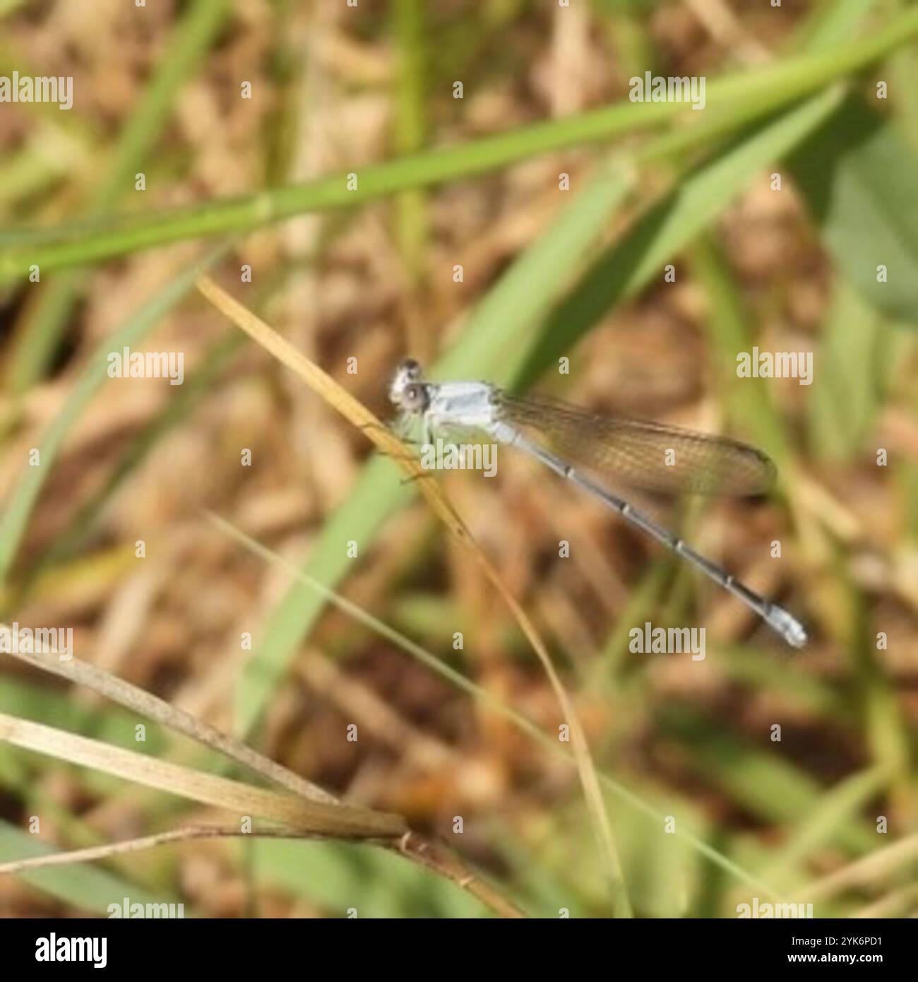 Argia moesta hi-res stock photography and images - Alamy