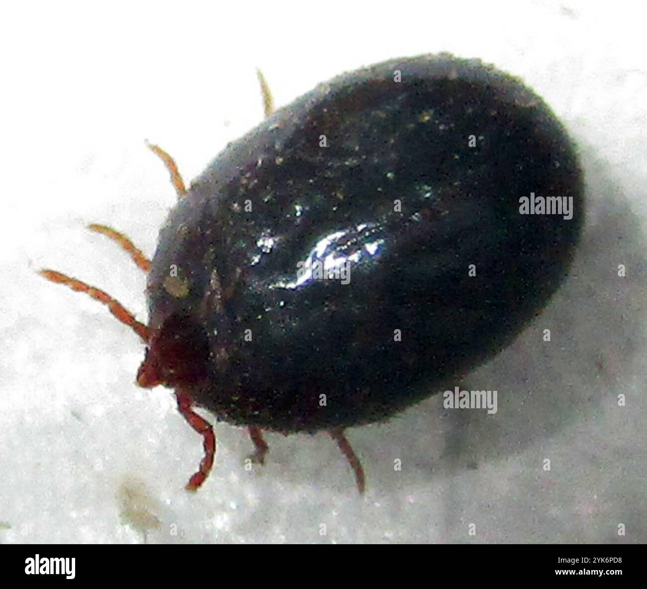 Rhipicephalus hi-res stock photography and images - Alamy