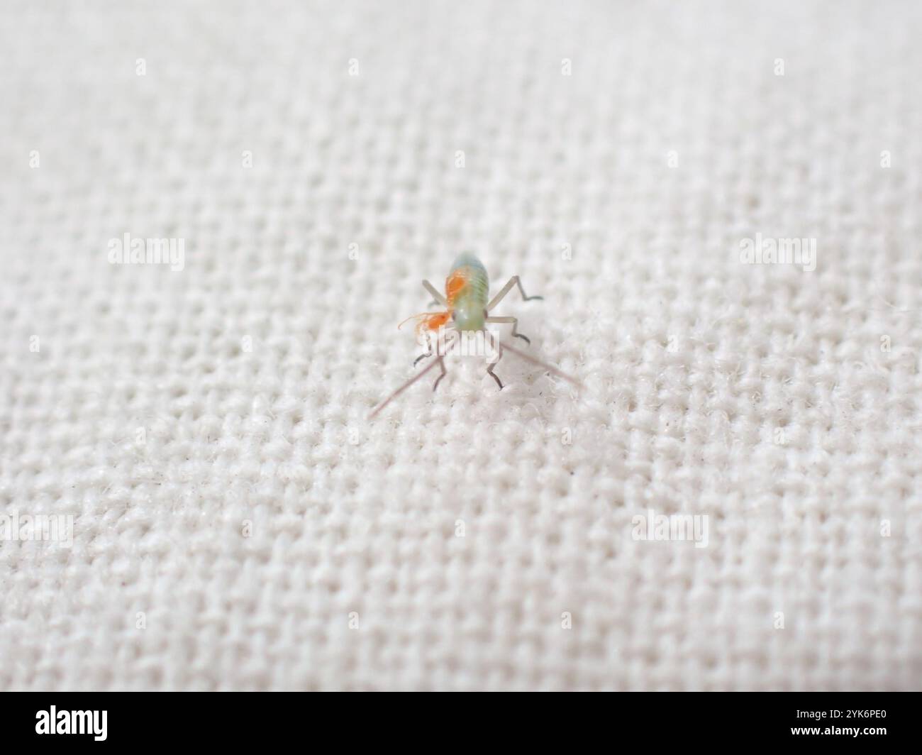 True Bugs (Heteroptera Stock Photo - Alamy