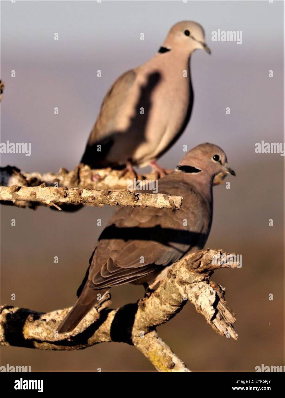 Western Cape Ring-necked Dove (Streptopelia capicola capicola Stock Photo - Alamy