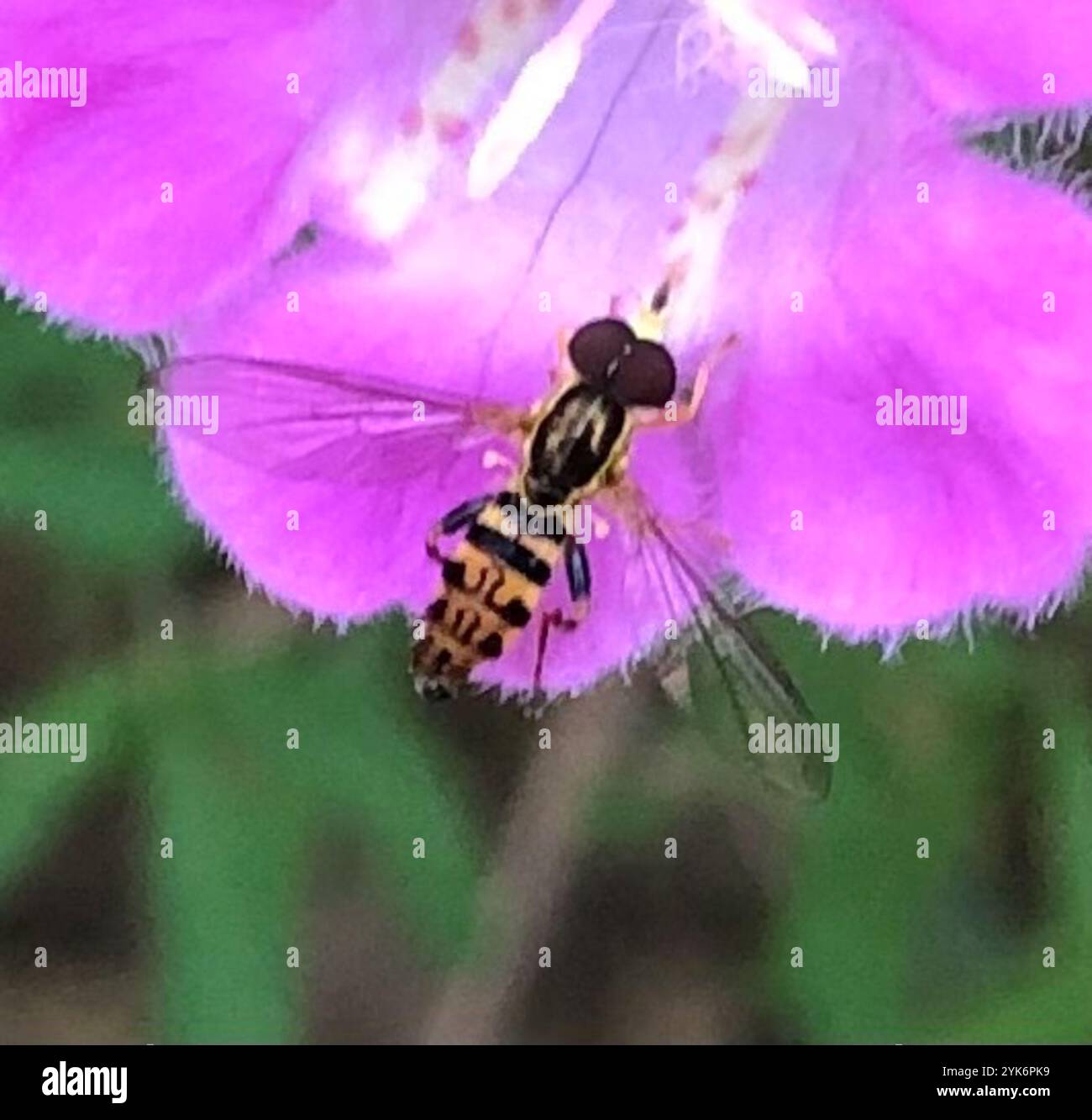 Eastern Calligrapher (Toxomerus geminatus Stock Photo - Alamy