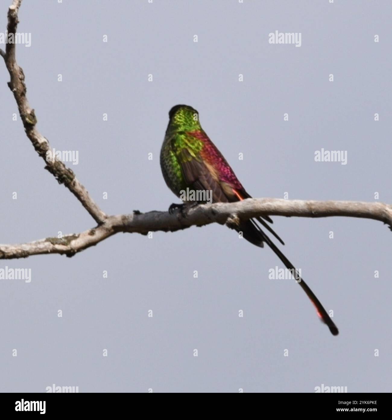Red-tailed Comet (Sappho sparganurus Stock Photo - Alamy