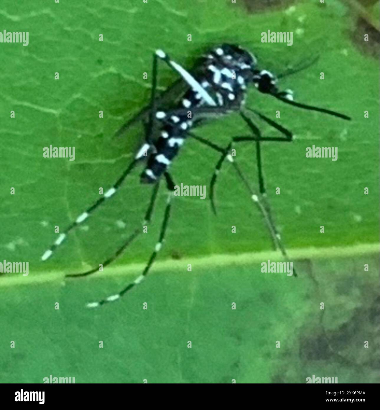 Asian Tiger Mosquito (Aedes albopictus Stock Photo - Alamy