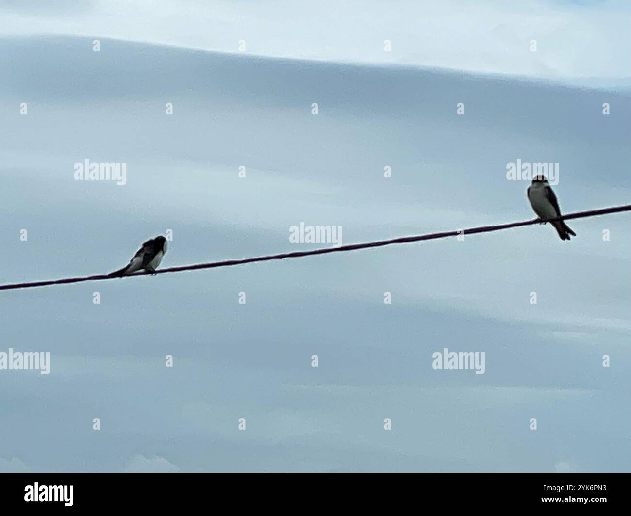 Leucorrhoa hi-res stock photography and images - Alamy