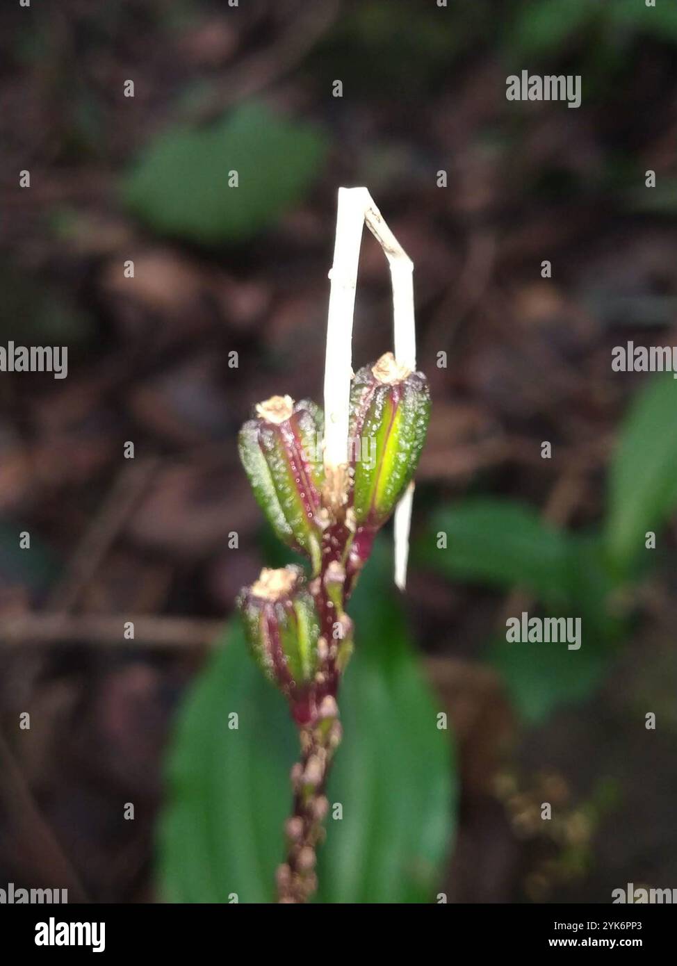 Malaxis versicolor hi-res stock photography and images - Alamy