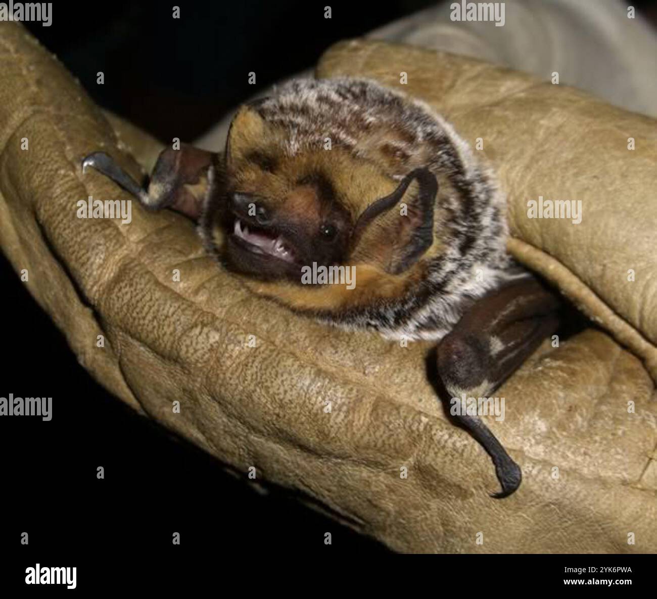 Hoary bat hi-res stock photography and images - Alamy