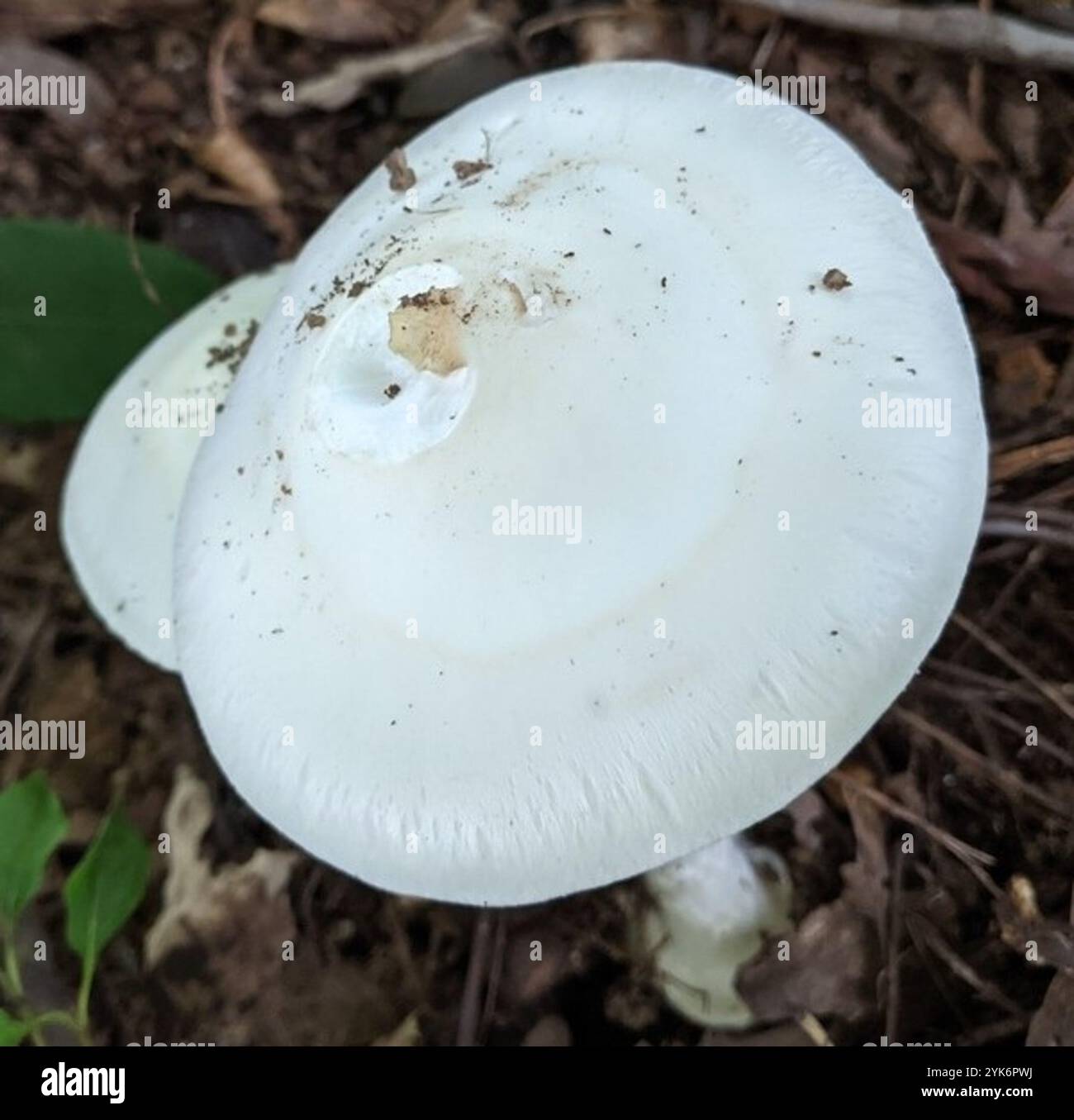 Eastern North American Destroying Angel (Amanita bisporigera Stock ...