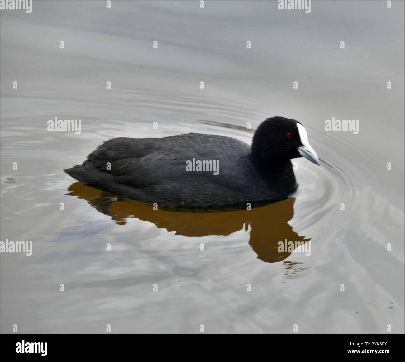 Australasian Coot (Fulica atra australis Stock Photo - Alamy