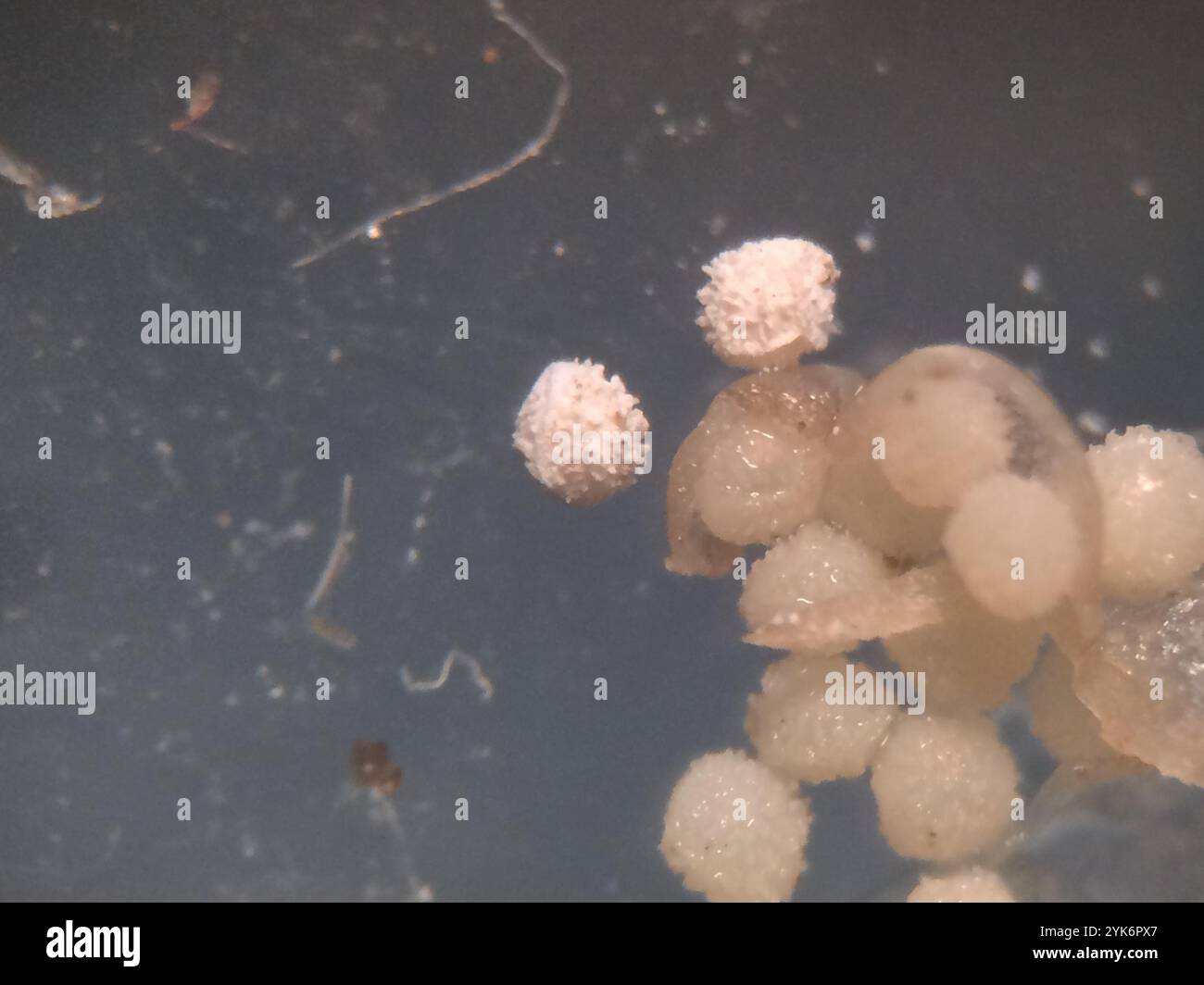 northern quillwort (Isoetes septentrionalis Stock Photo - Alamy