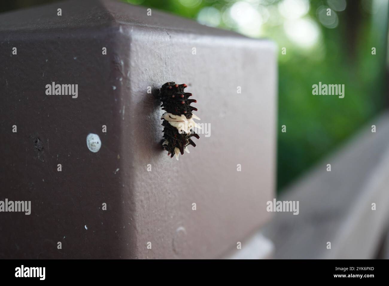 Byasa alcinous alcinous hi-res stock photography and images - Alamy