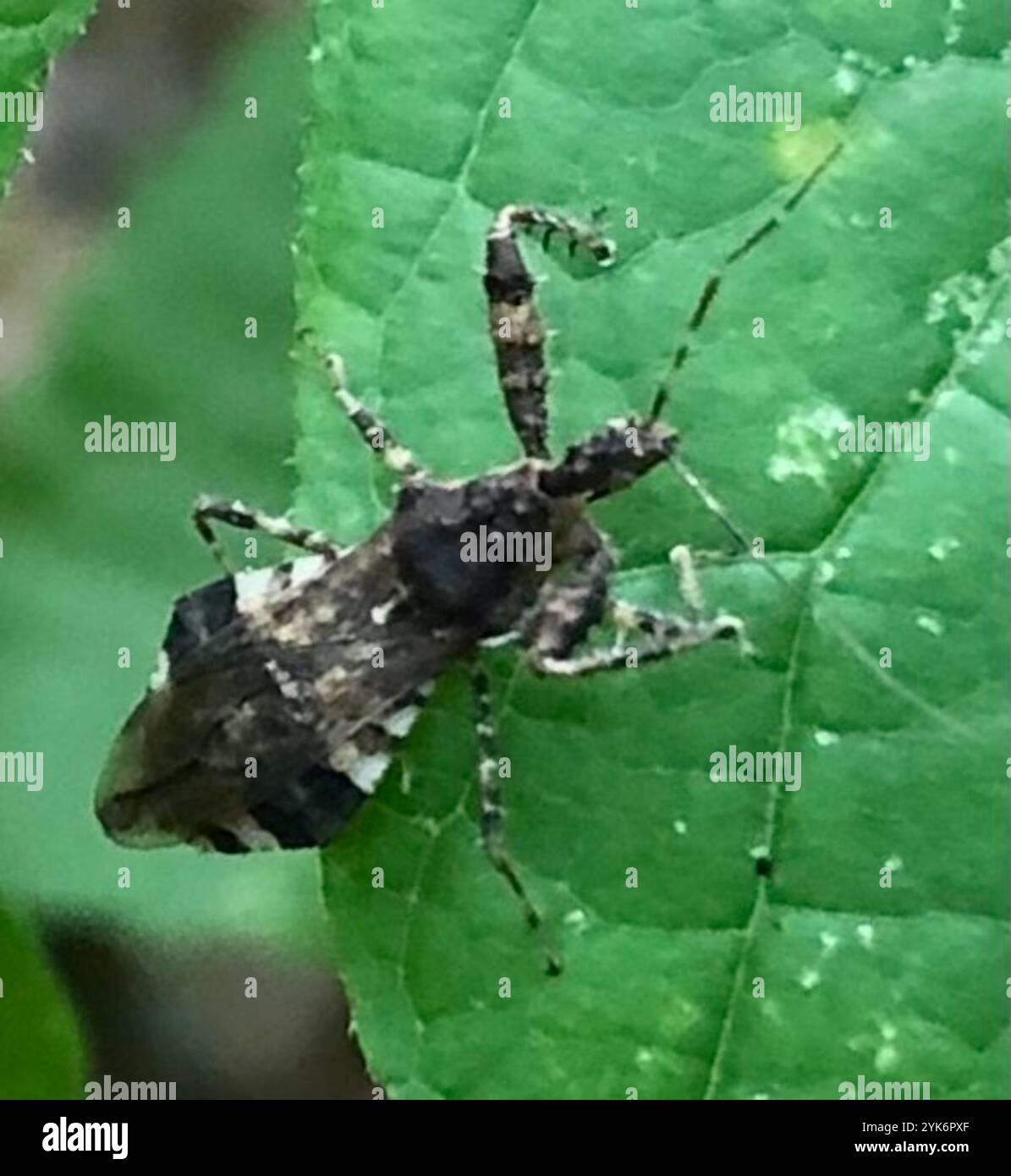 Spiny Assassin Bug (Sinea spinipes Stock Photo - Alamy