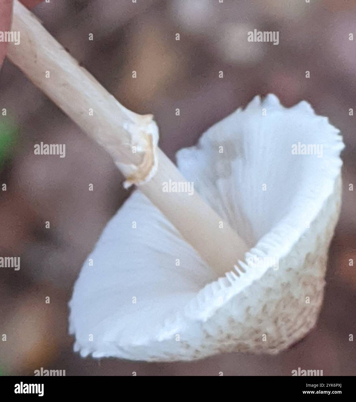Lepiota cristata hi-res stock photography and images - Alamy