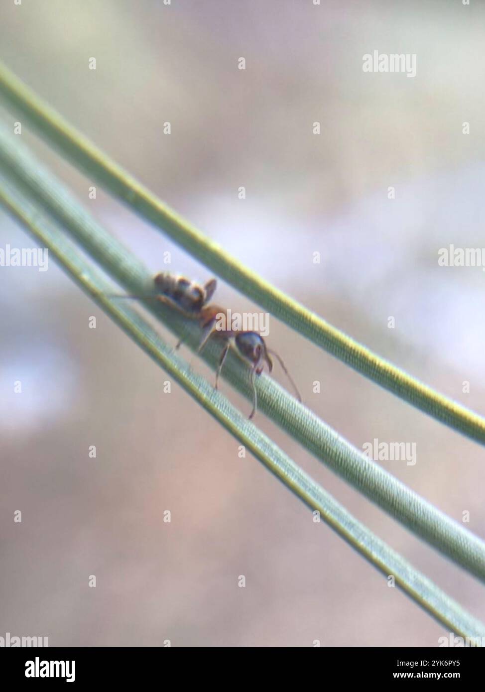 Western Velvety Tree Ant (Liometopum occidentale Stock Photo - Alamy