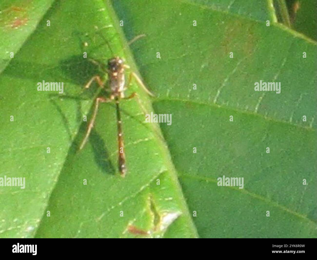 Anomalon hi-res stock photography and images - Alamy