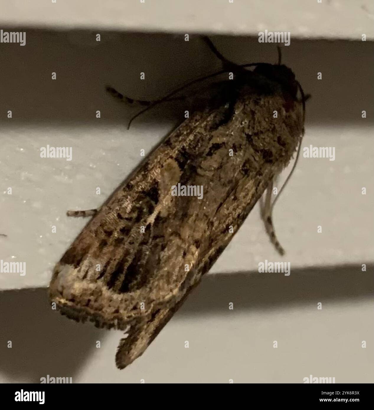 Fall Armyworm Moth (Spodoptera frugiperda Stock Photo - Alamy