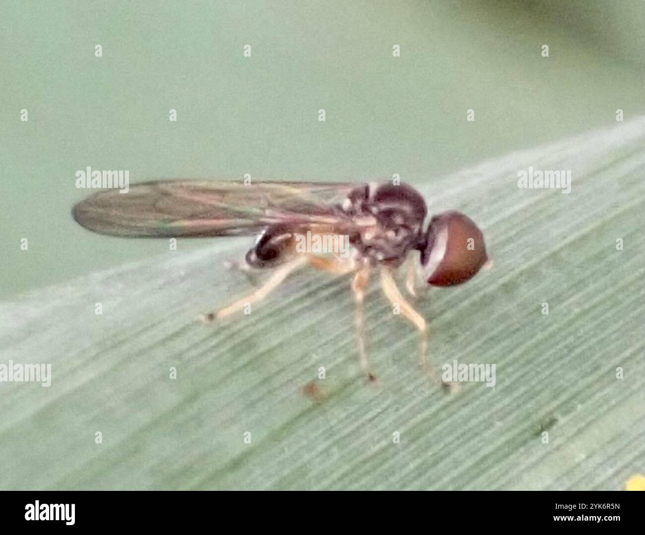 Big-headed Flies (Pipunculidae Stock Photo - Alamy