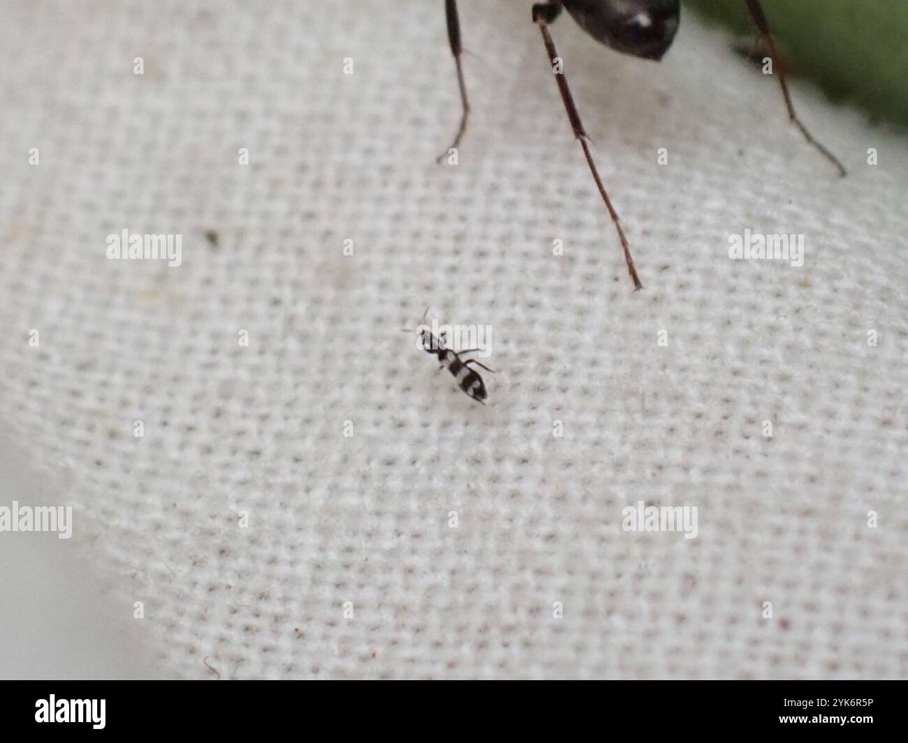 Aeolothrips hi-res stock photography and images - Alamy