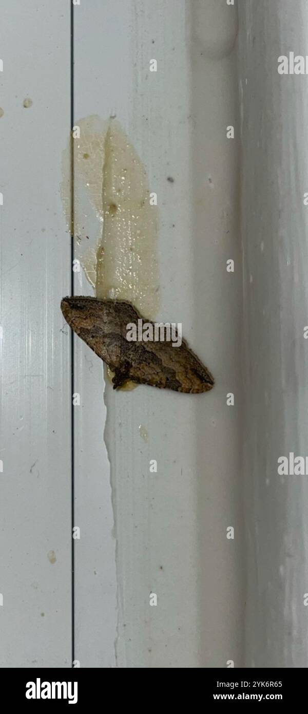 The gem moth hi-res stock photography and images - Alamy