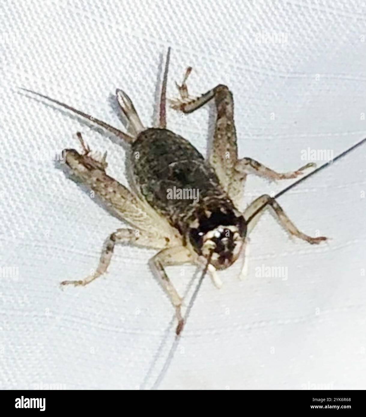 Japanese burrowing cricket hi-res stock photography and images - Alamy