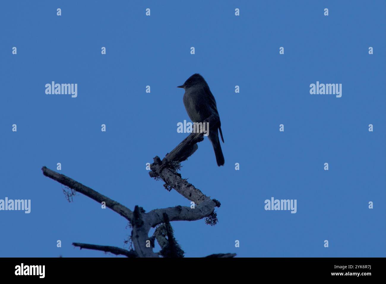 Western Wood-Pewee (Contopus sordidulus Stock Photo - Alamy