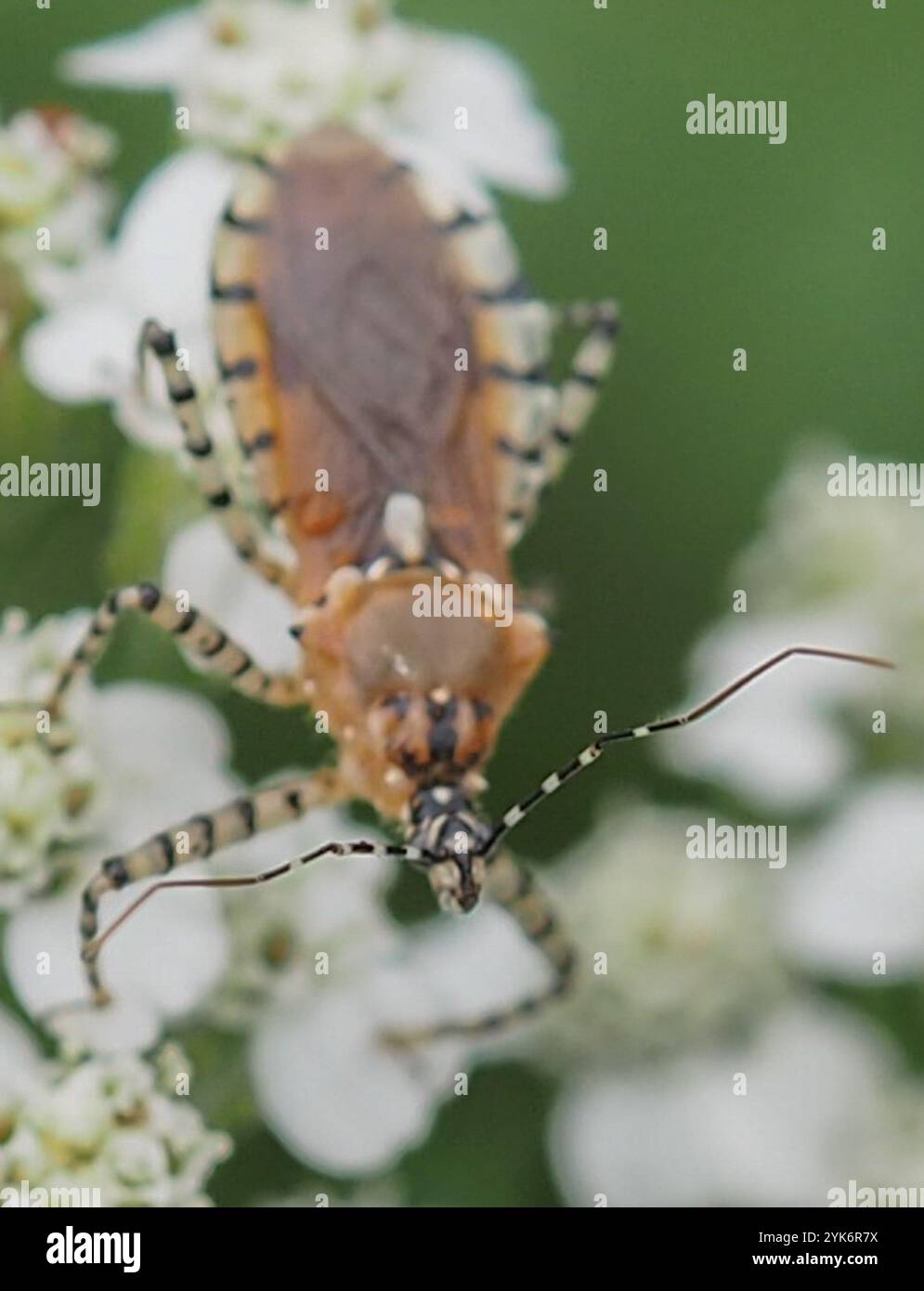 Ringed Assassin Bug (Pselliopus cinctus Stock Photo - Alamy