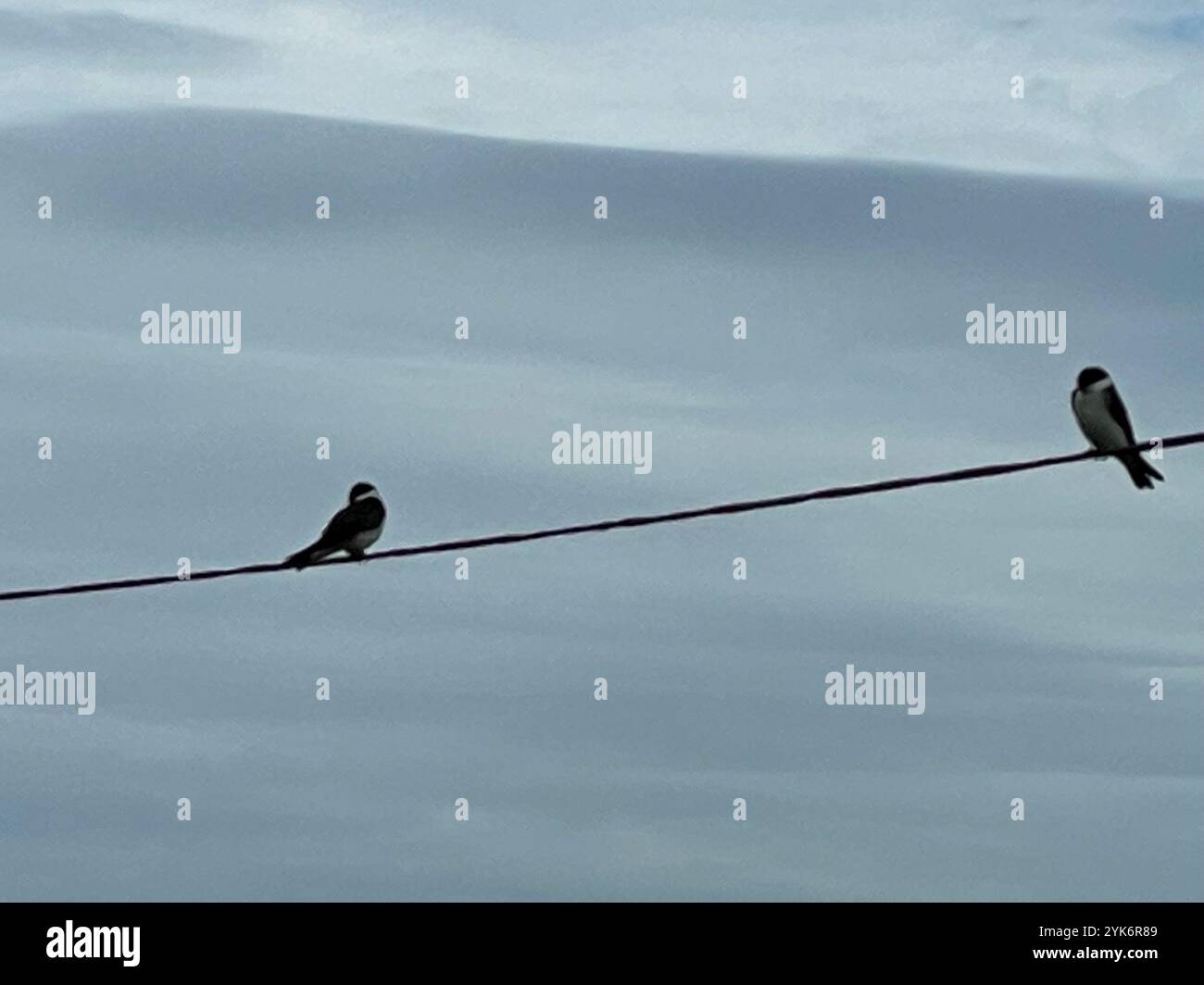 White-rumped Swallow (Tachycineta leucorrhoa Stock Photo - Alamy