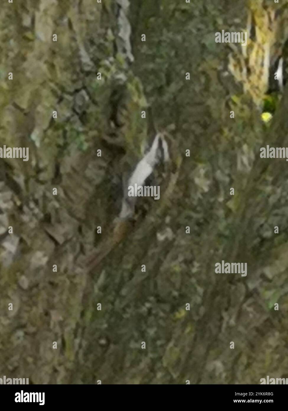Eurasian Treecreeper (Certhia familiaris Stock Photo - Alamy