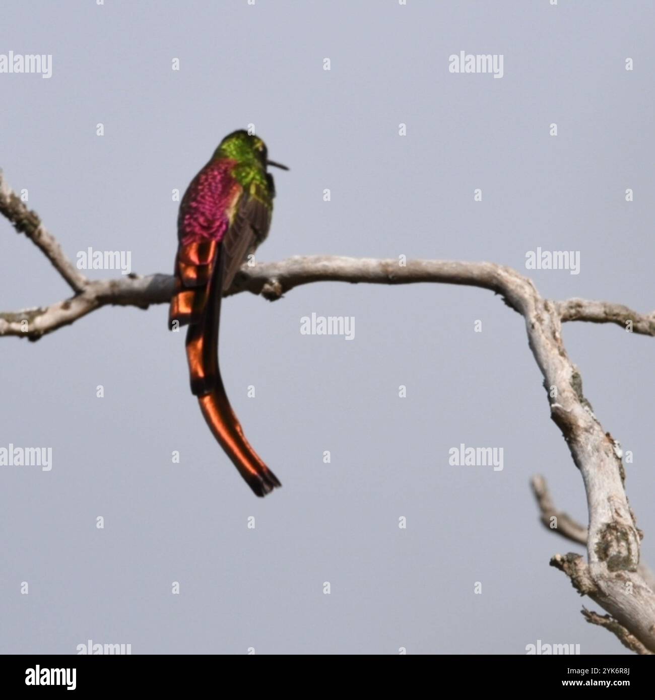 Red-tailed Comet (Sappho sparganurus Stock Photo - Alamy