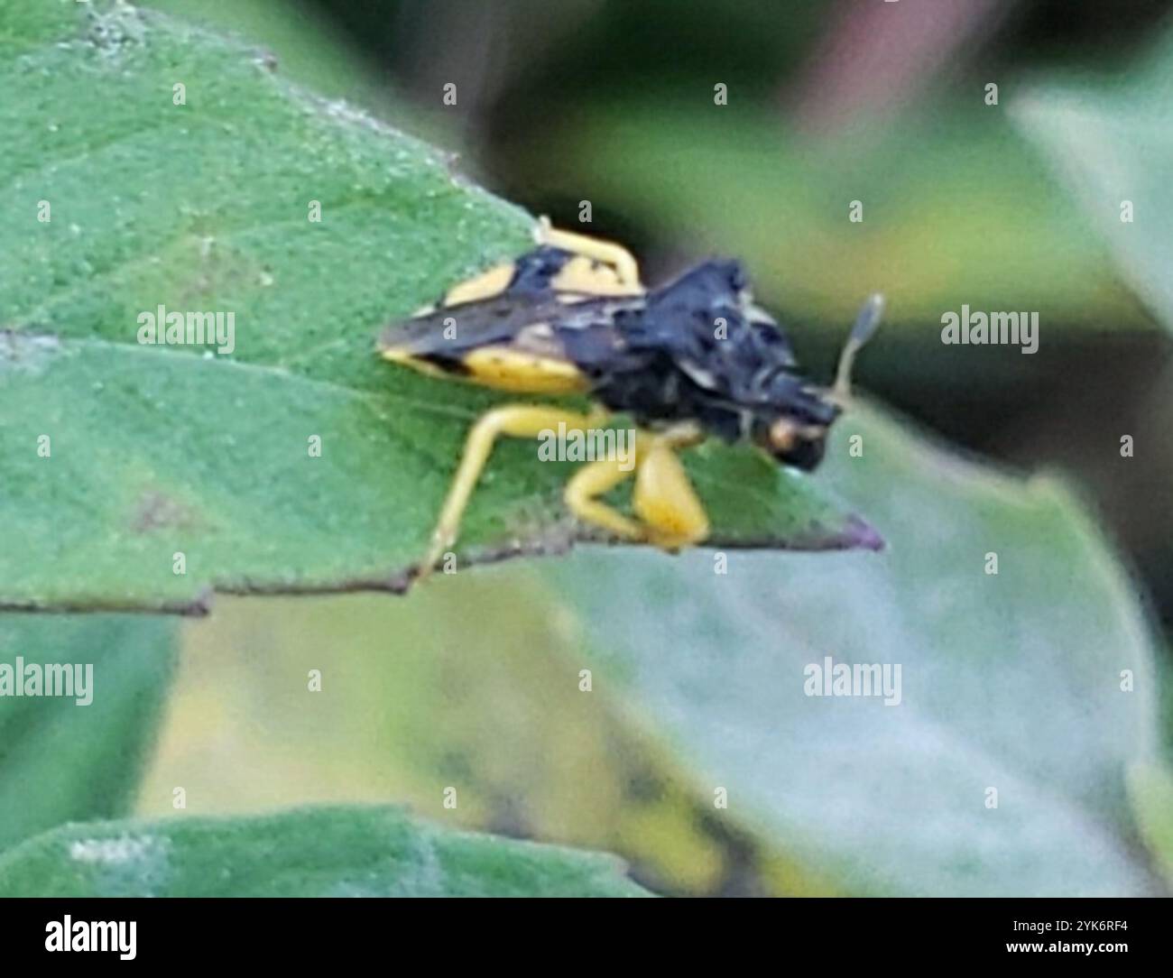 Jagged Ambush Bug (Phymata americana Stock Photo - Alamy