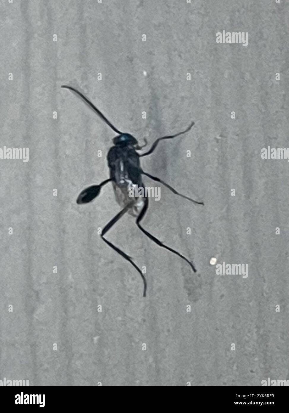 Blue-eyed Ensign Wasp (Evania appendigaster Stock Photo - Alamy