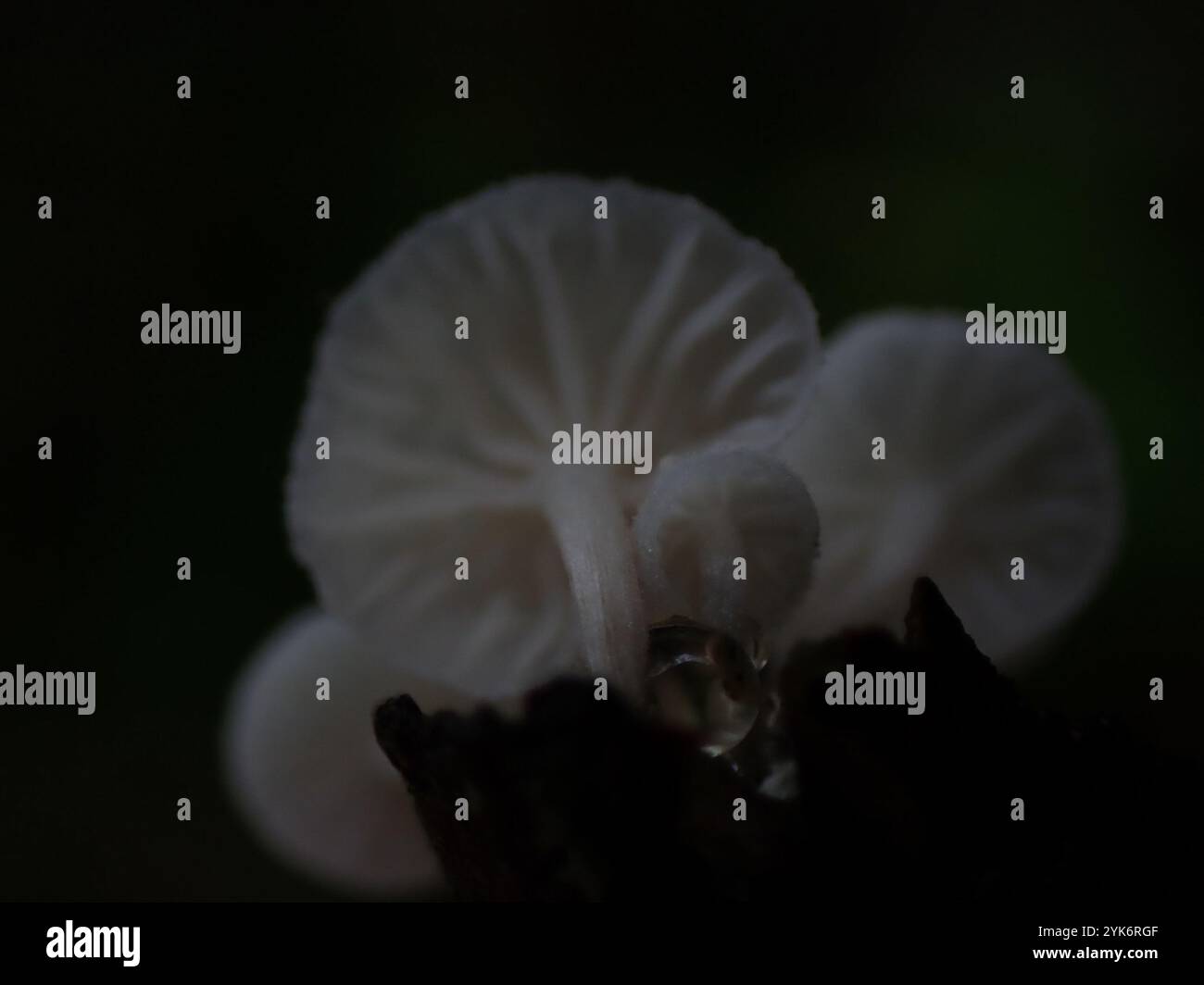 Fairy Parachutes (Marasmiellus candidus Stock Photo - Alamy