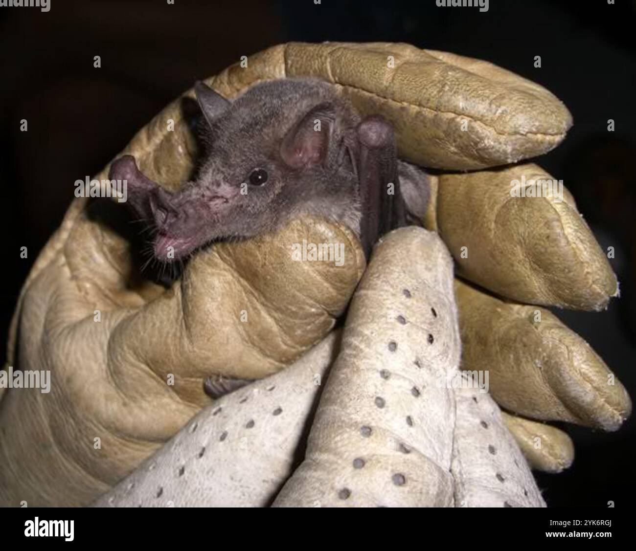Long-tongued Bat (Choeronycteris mexicana Stock Photo - Alamy