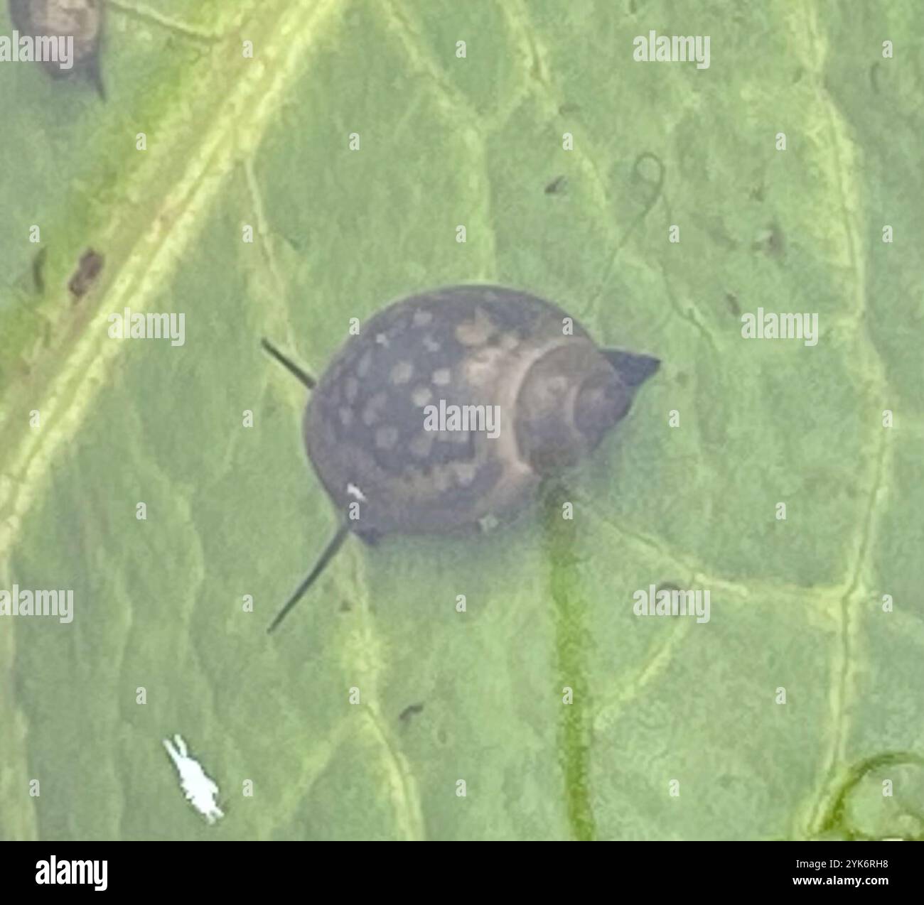 Bladder snail hi-res stock photography and images - Alamy