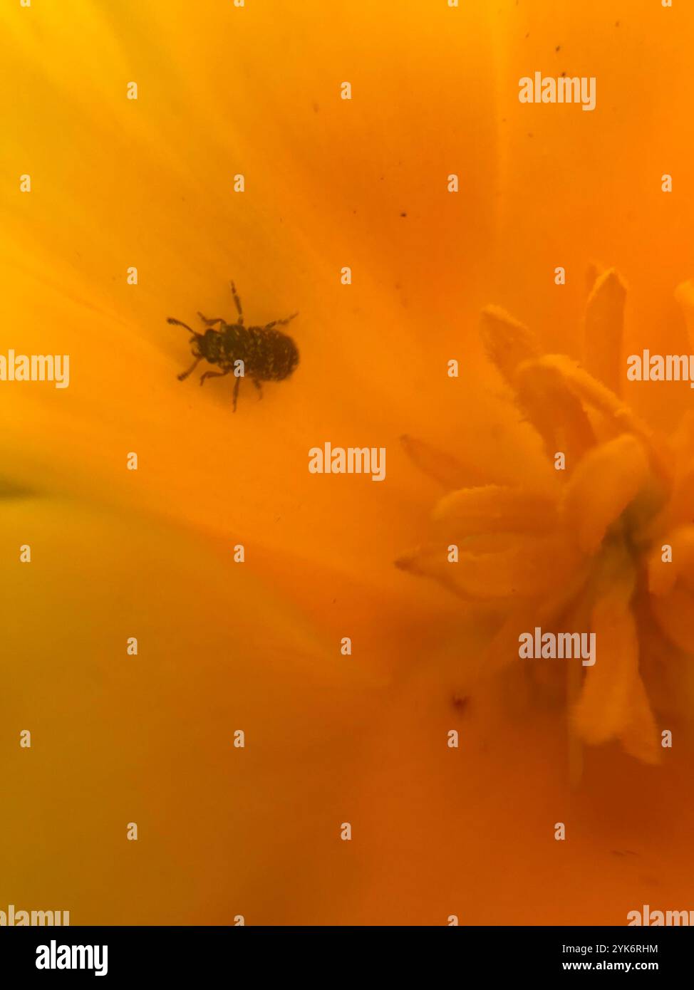 Short-winged Flower Beetles (Kateretidae Stock Photo - Alamy