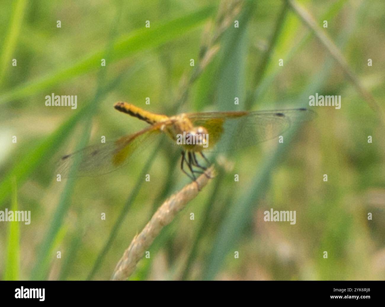 Band winged meadowhawk hi-res stock photography and images - Alamy