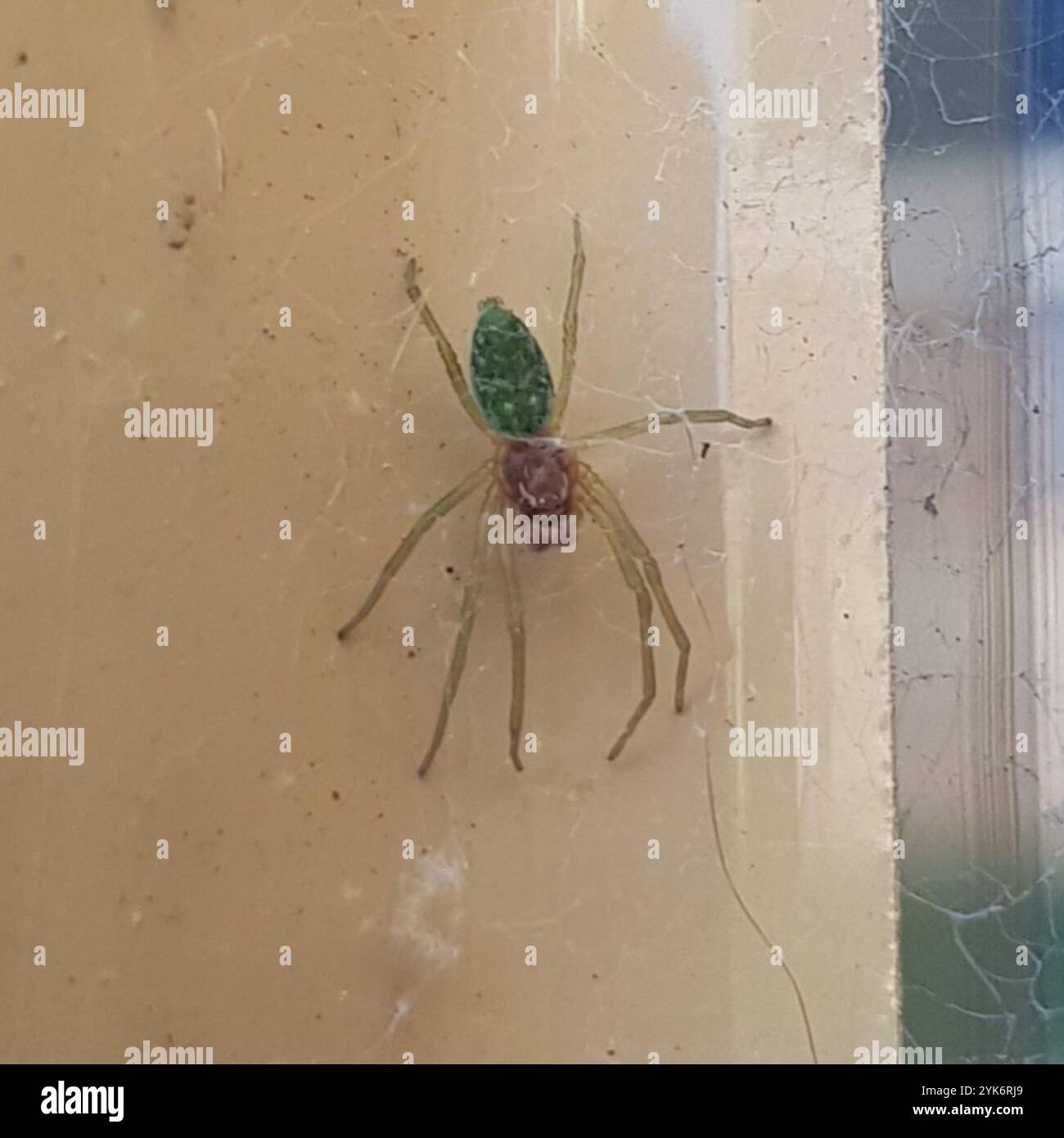 Green Meshweaver (Nigma walckenaeri Stock Photo - Alamy