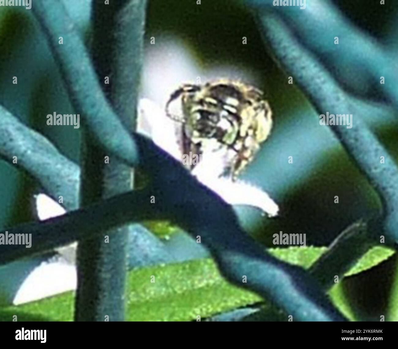 Calliopsis bee hi-res stock photography and images - Alamy